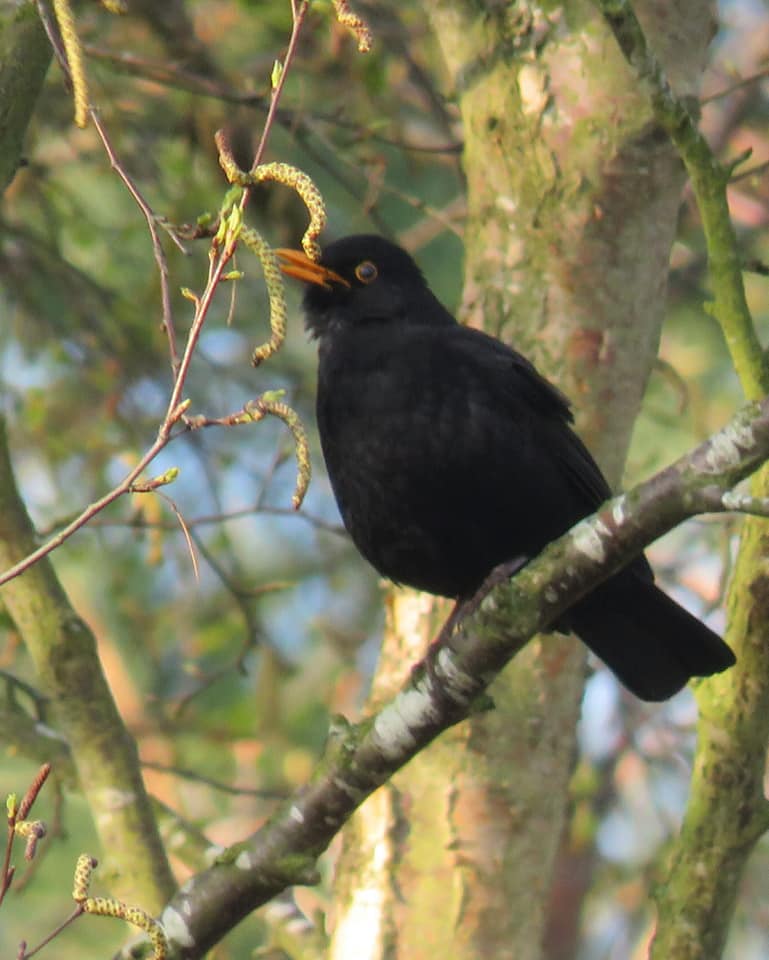 What exactly is the Vision for New Carrington? | Friends of Carrington Moss